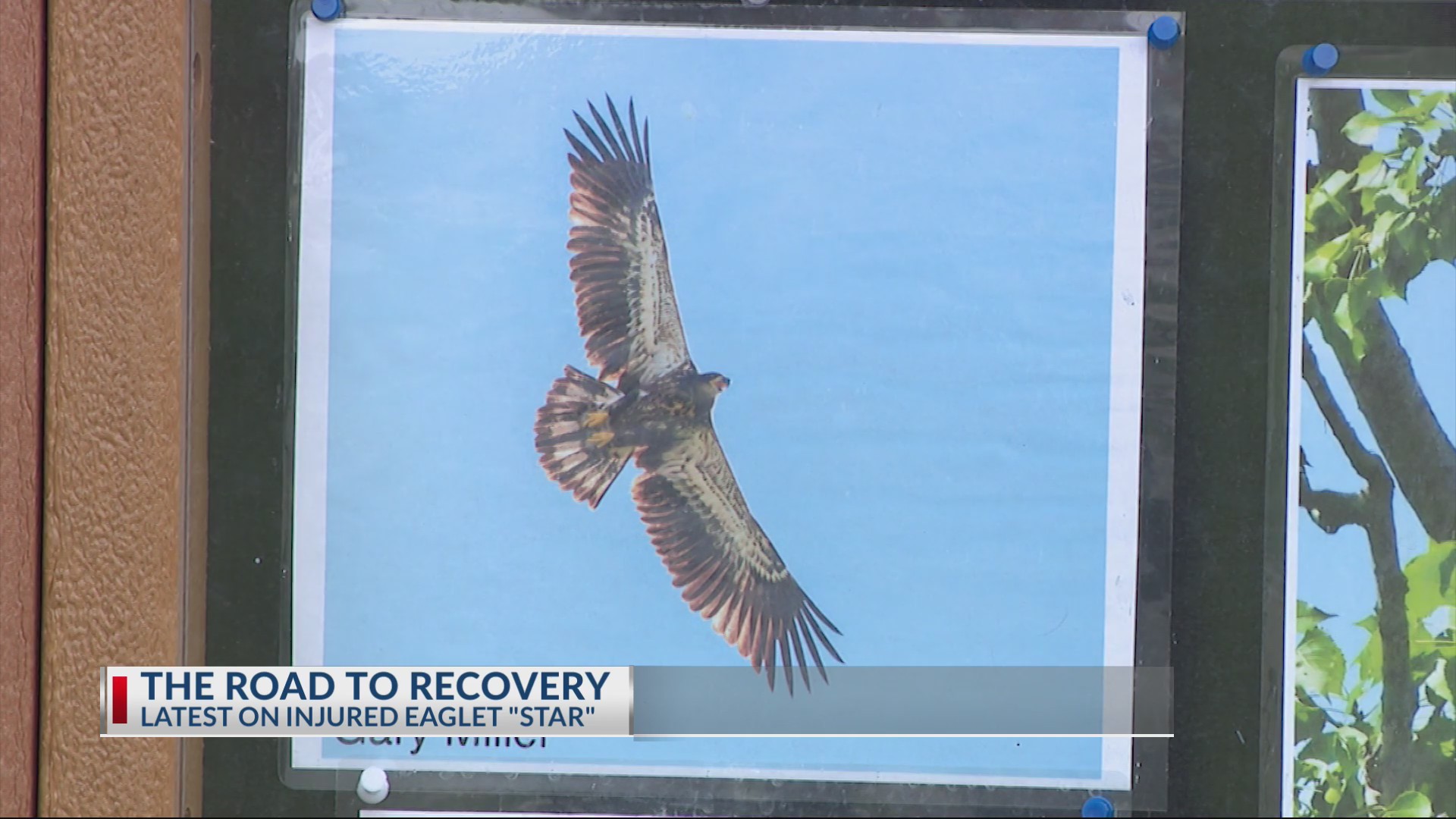 Eaglet in critical condition after falling from nest in Grandview ...