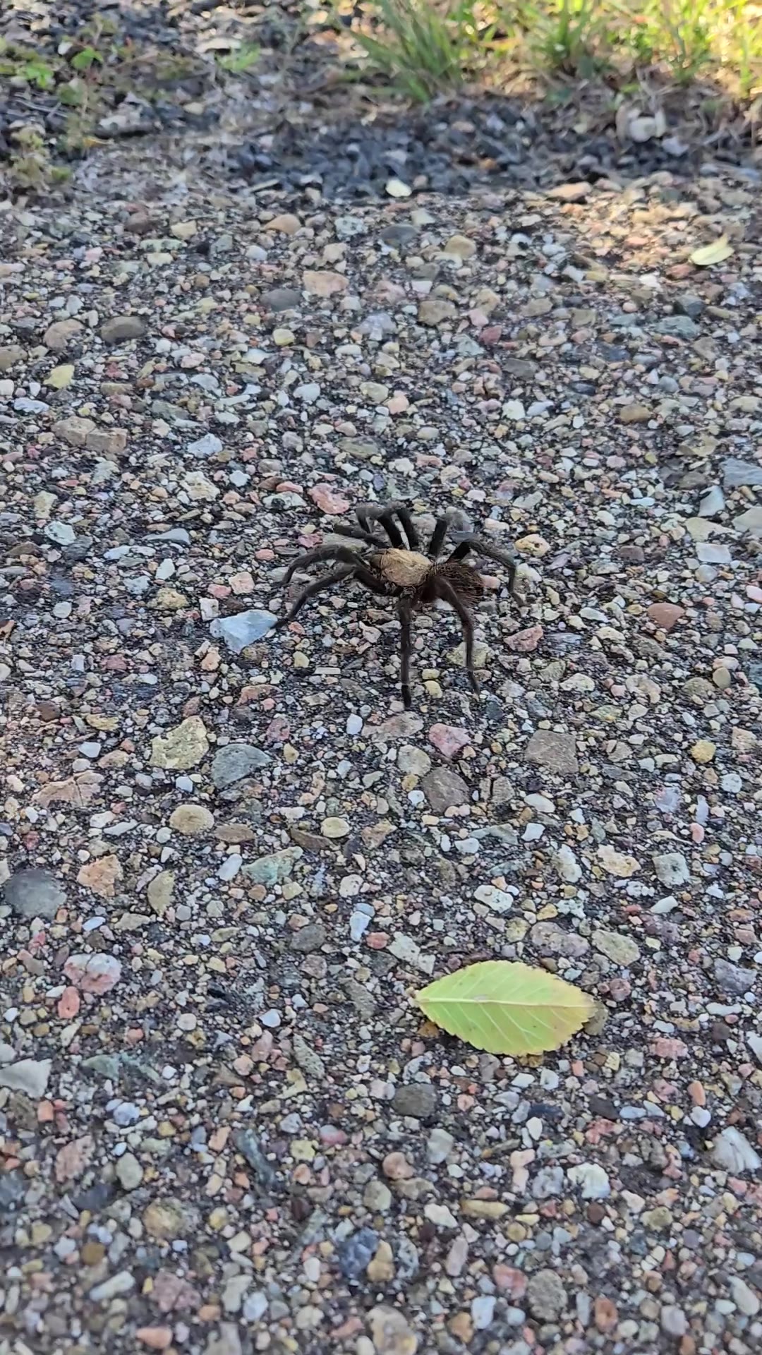 Black Mesa tarantula – Fox 8 Cleveland WJW