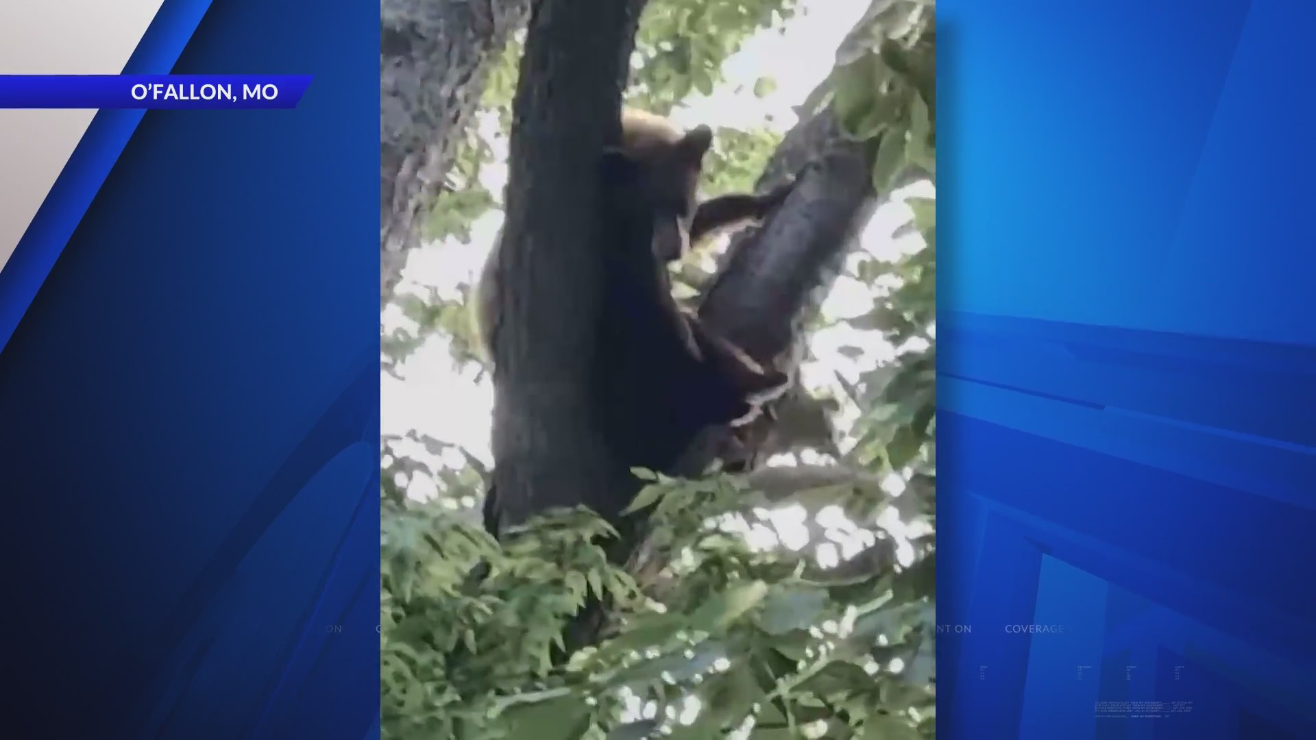 Bear spotted in O’Fallon; residents urged to keep distance – FOX 2