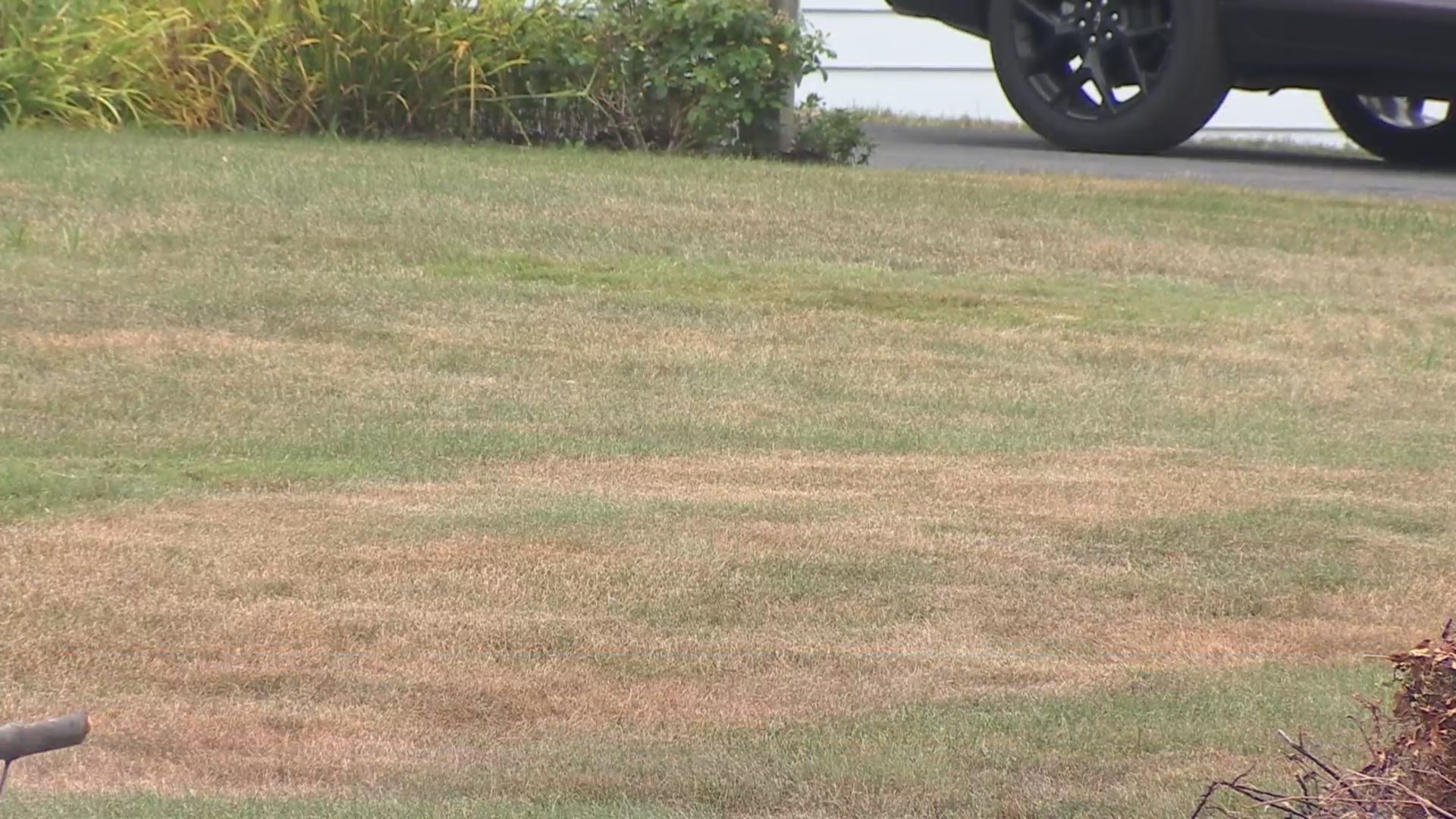 Dry conditions causing lawns to turn brown, how you can improve lawns ...