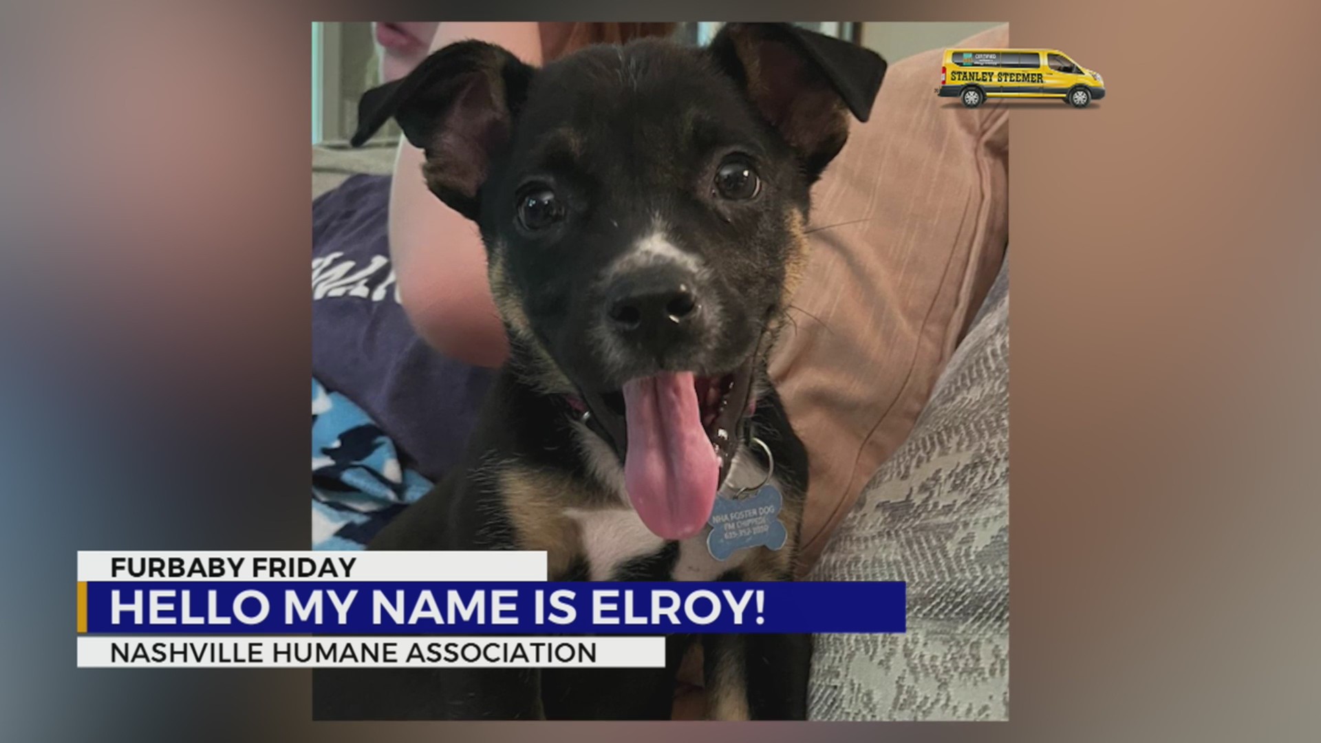 Fur Baby Friday: Meet Elroy! – WKRN News 2