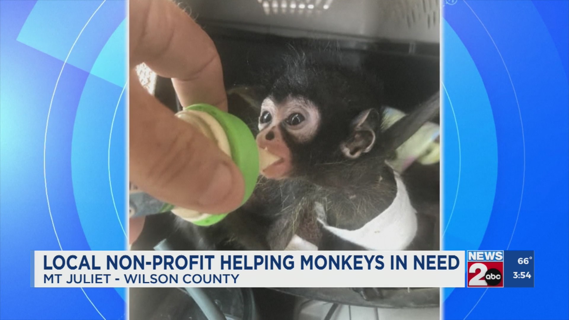 Middle TN nonprofit helping monkeys in need – WKRN News 2