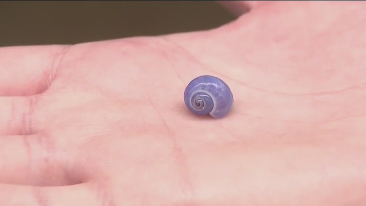 Rare seas snail appears on San Diego coast – FOX 5 San Diego & KUSI News