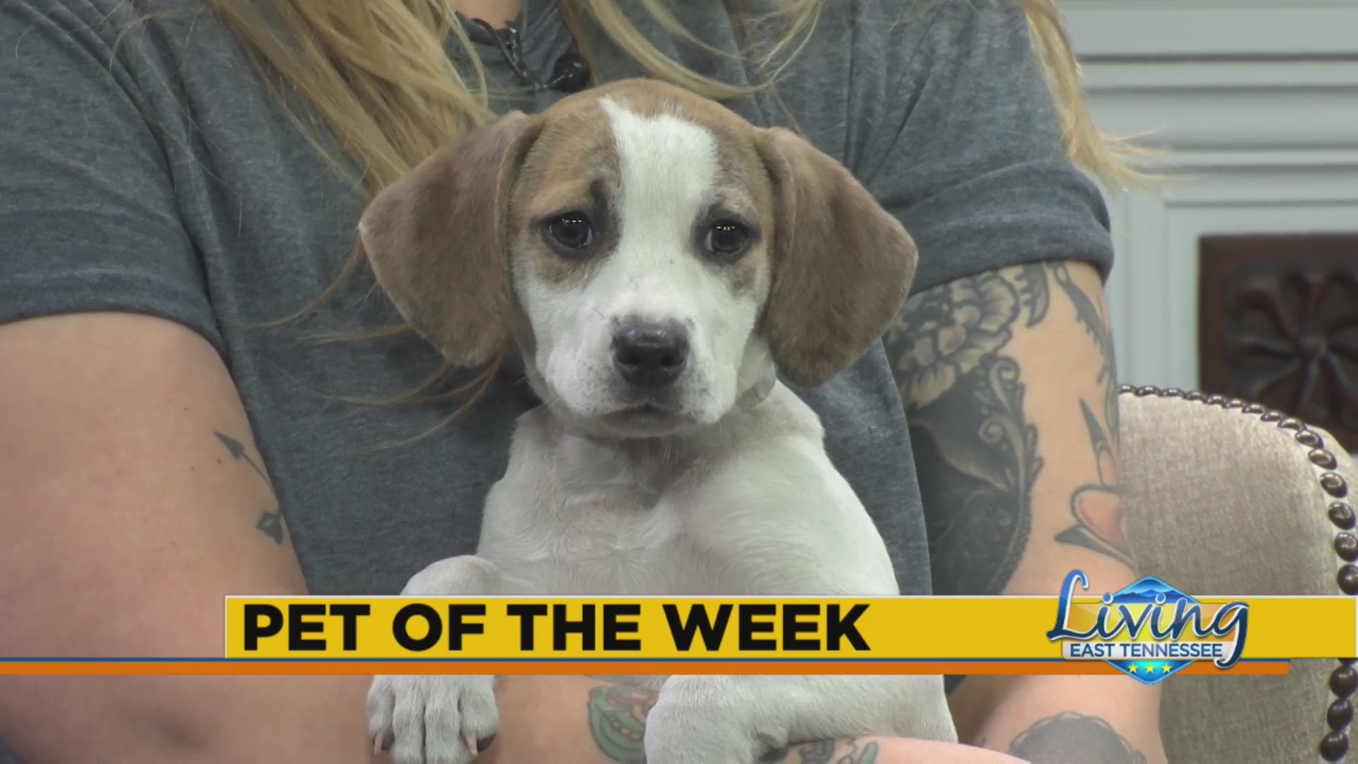 Meet our “Pet of the Week” with the Humane Society of Tennessee Valley ...