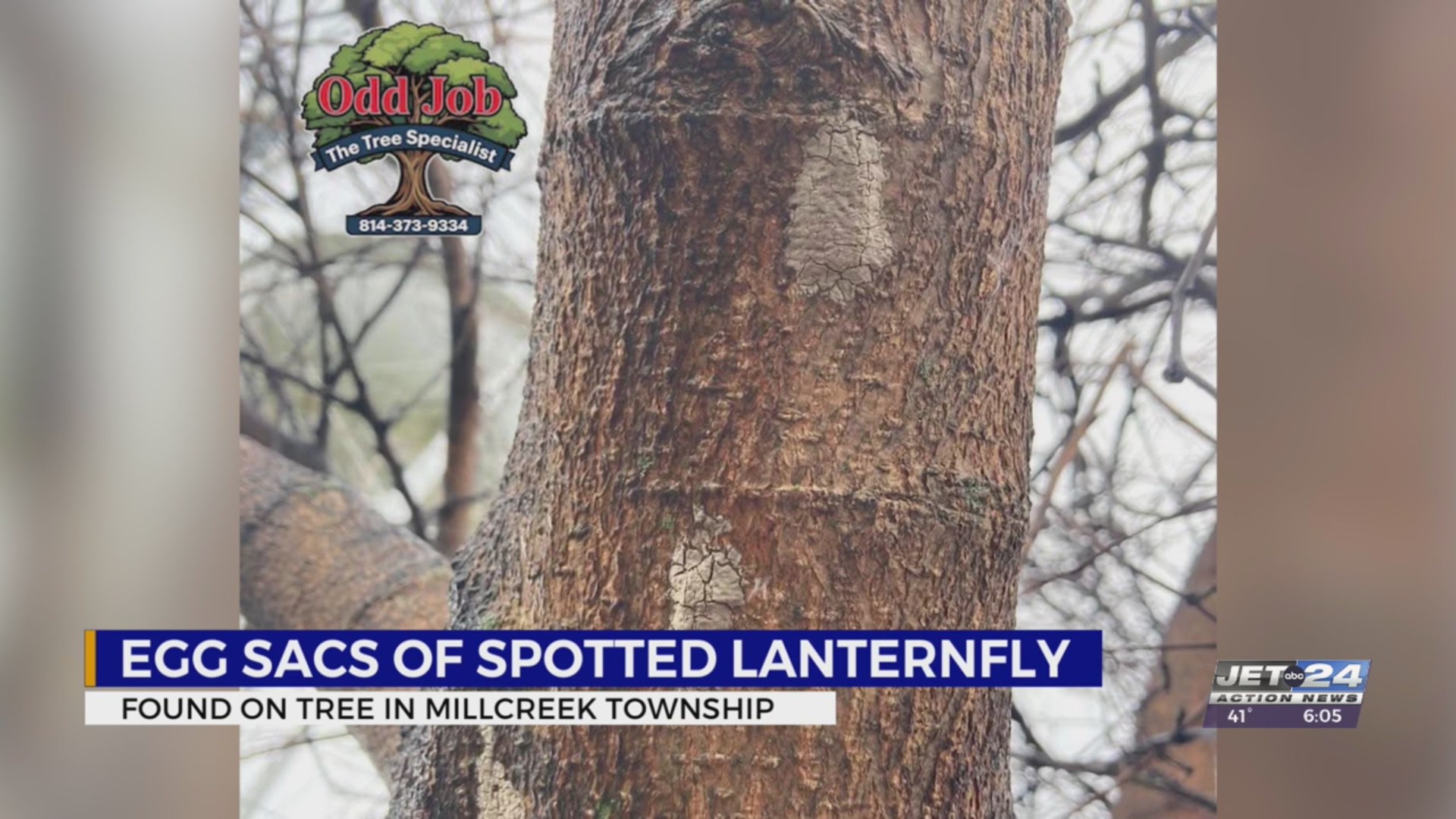 Spotted lantern fly egg sacs found in Millcreek Twp., here’s what to do ...