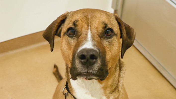 PAWS Chicago Pet of the Week: Desmond – WGN-TV