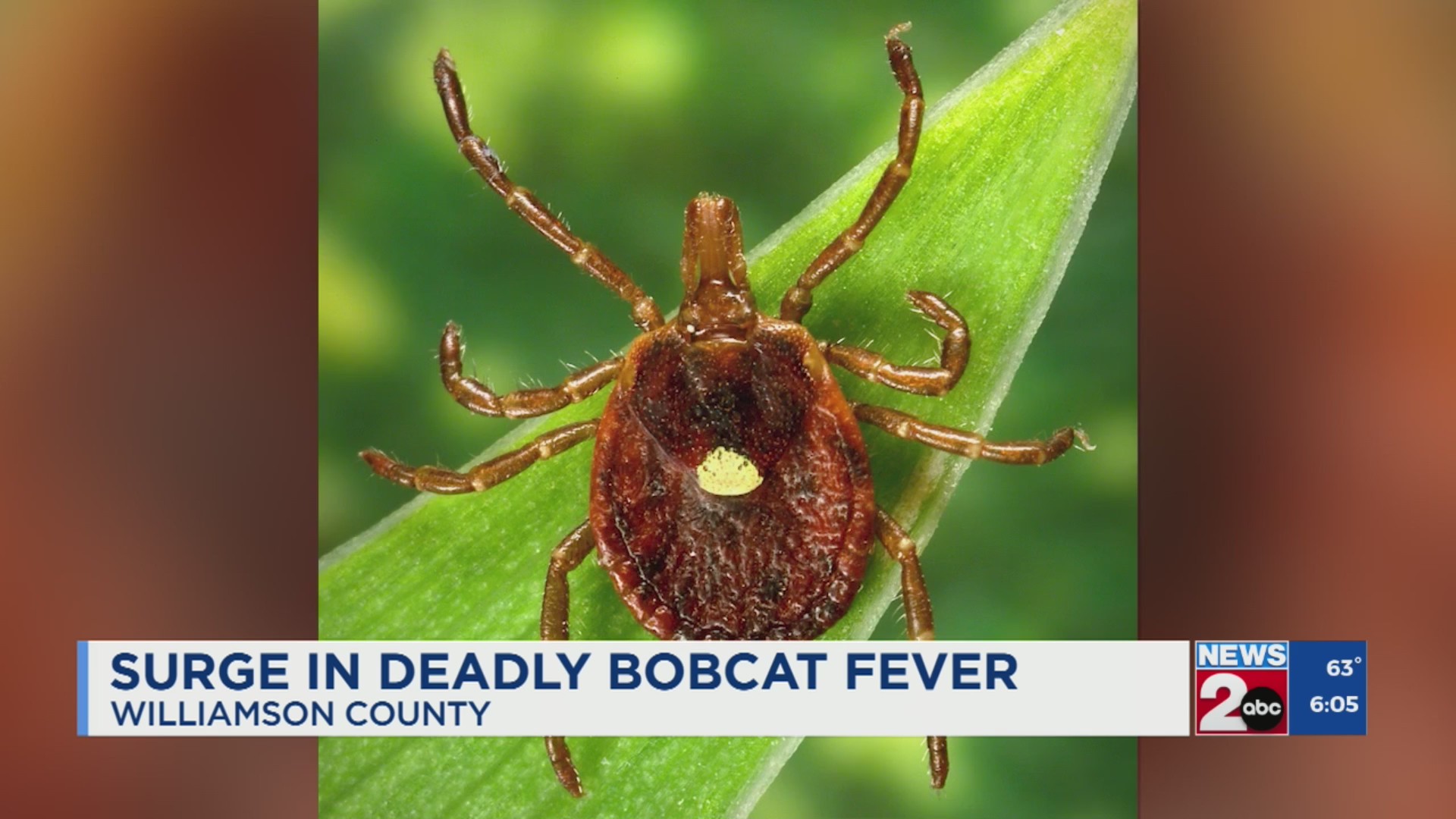 Surge in deadly bobcat fever – WKRN News 2