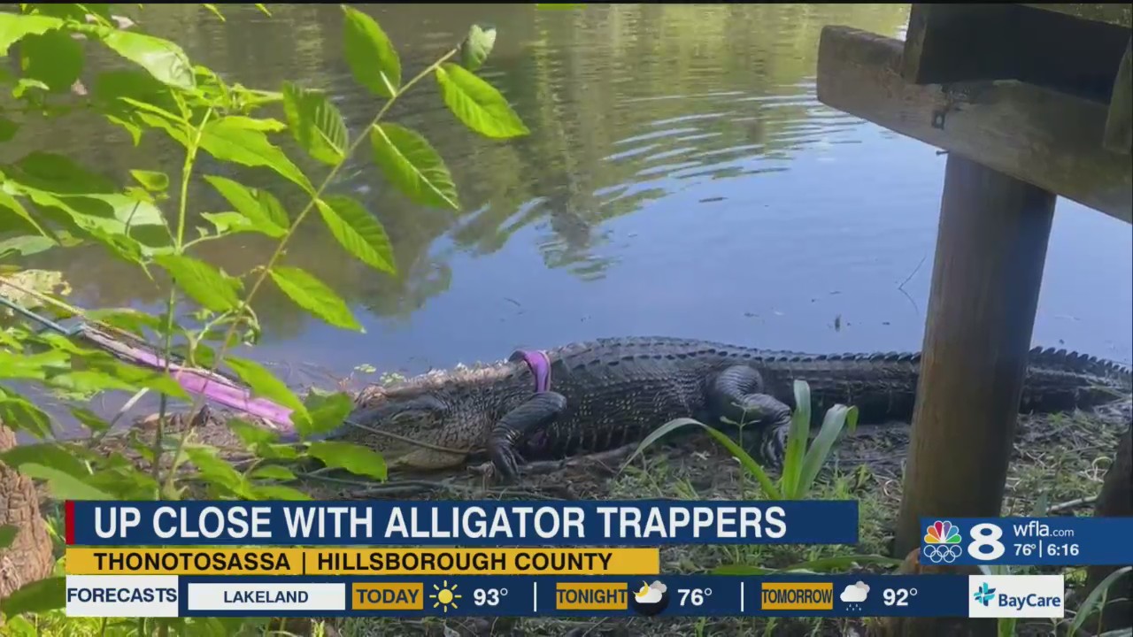 ‘Dangerous’ 9-foot alligator wrangled in Thonotosassa, named ‘Sergeant ...