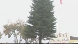 Here's how Sacramento SMUD customers can get a shade tree for free