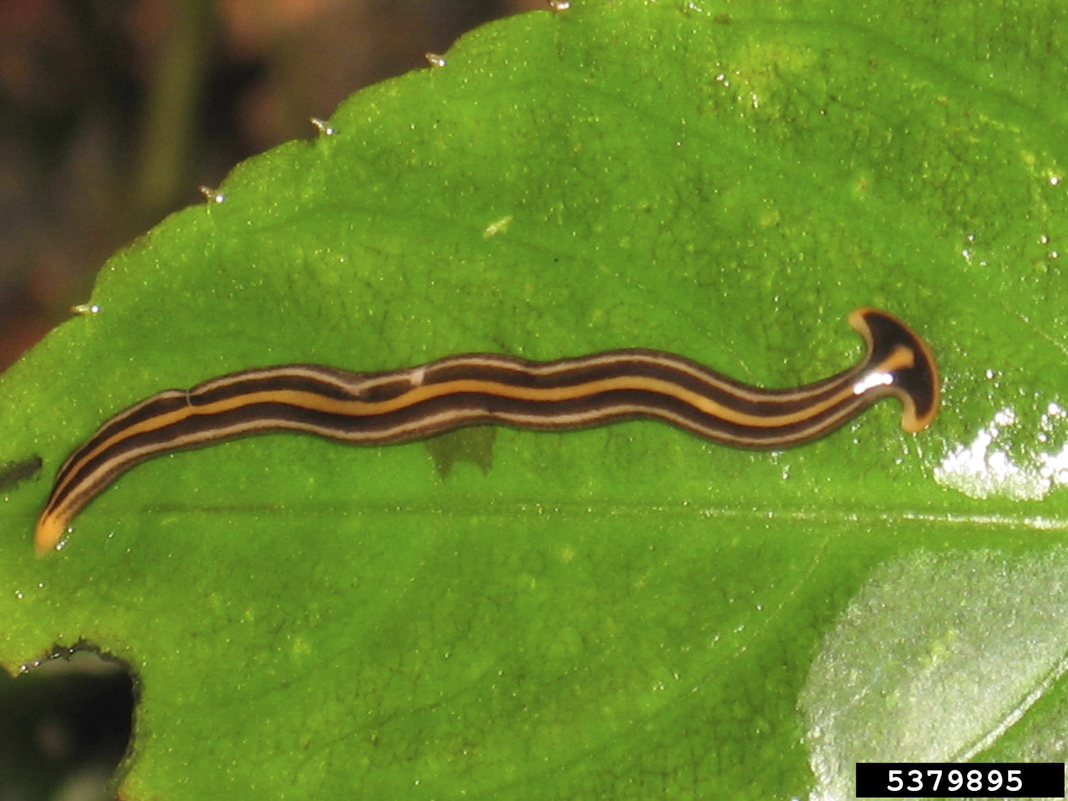 Toxic hammerhead flatworms make comeback in Texas – CW39 Houston