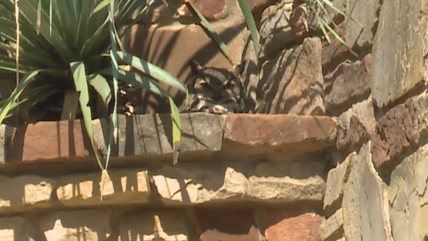 Athena the Owl named Austin’s official owl ambassador – KXAN Austin