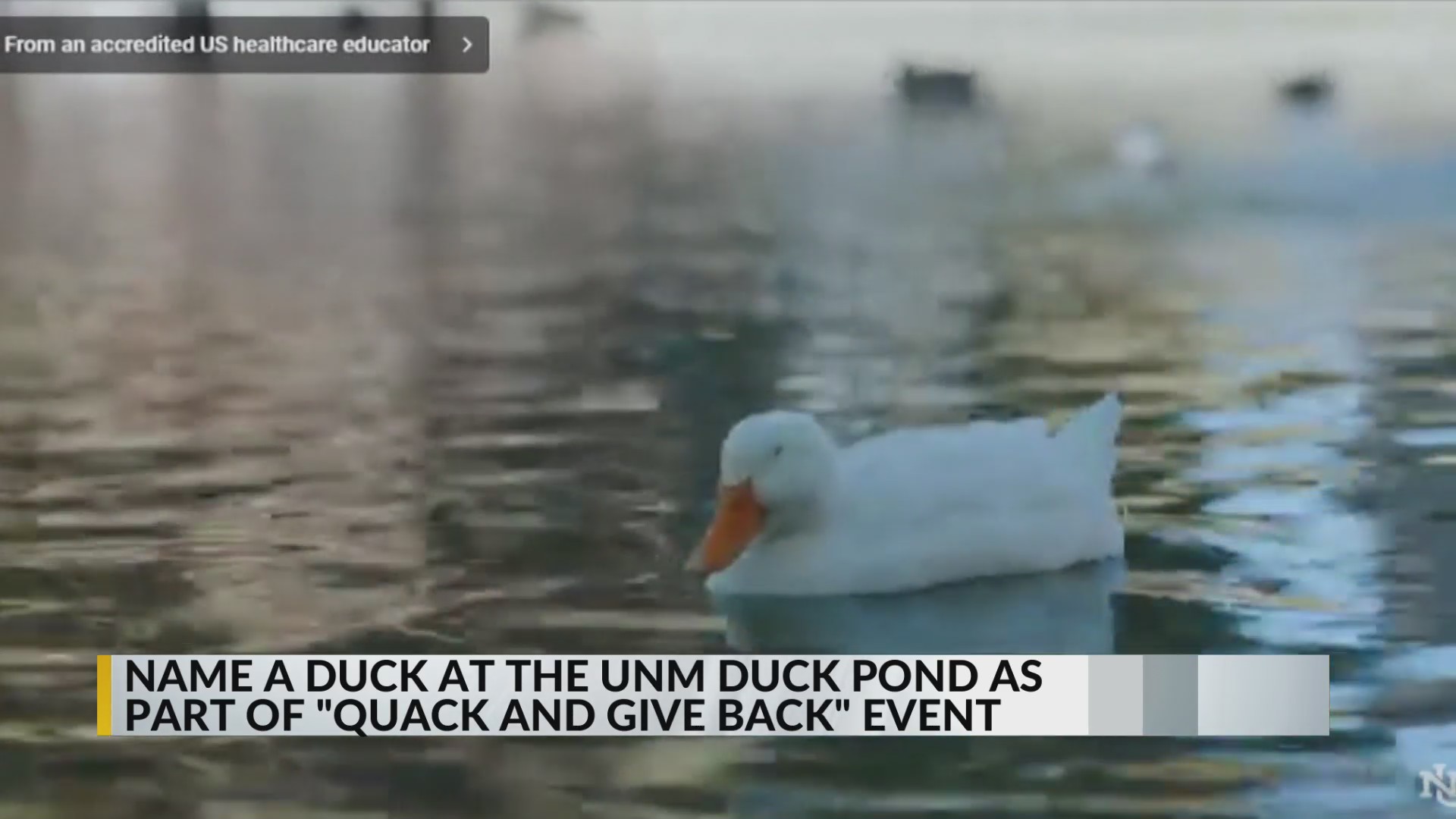 How you can name a duck at UNM’s iconic duck pond – KRQE NEWS 13 ...