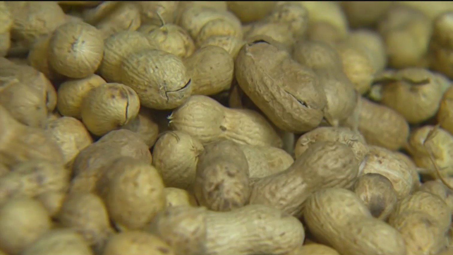 Feeding children peanuts helps thousands avoid allergies: Study – PIX11