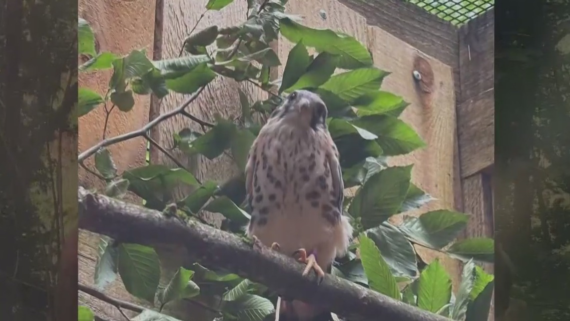 Injured birds released, property damaged during Bird Alliance break-in ...