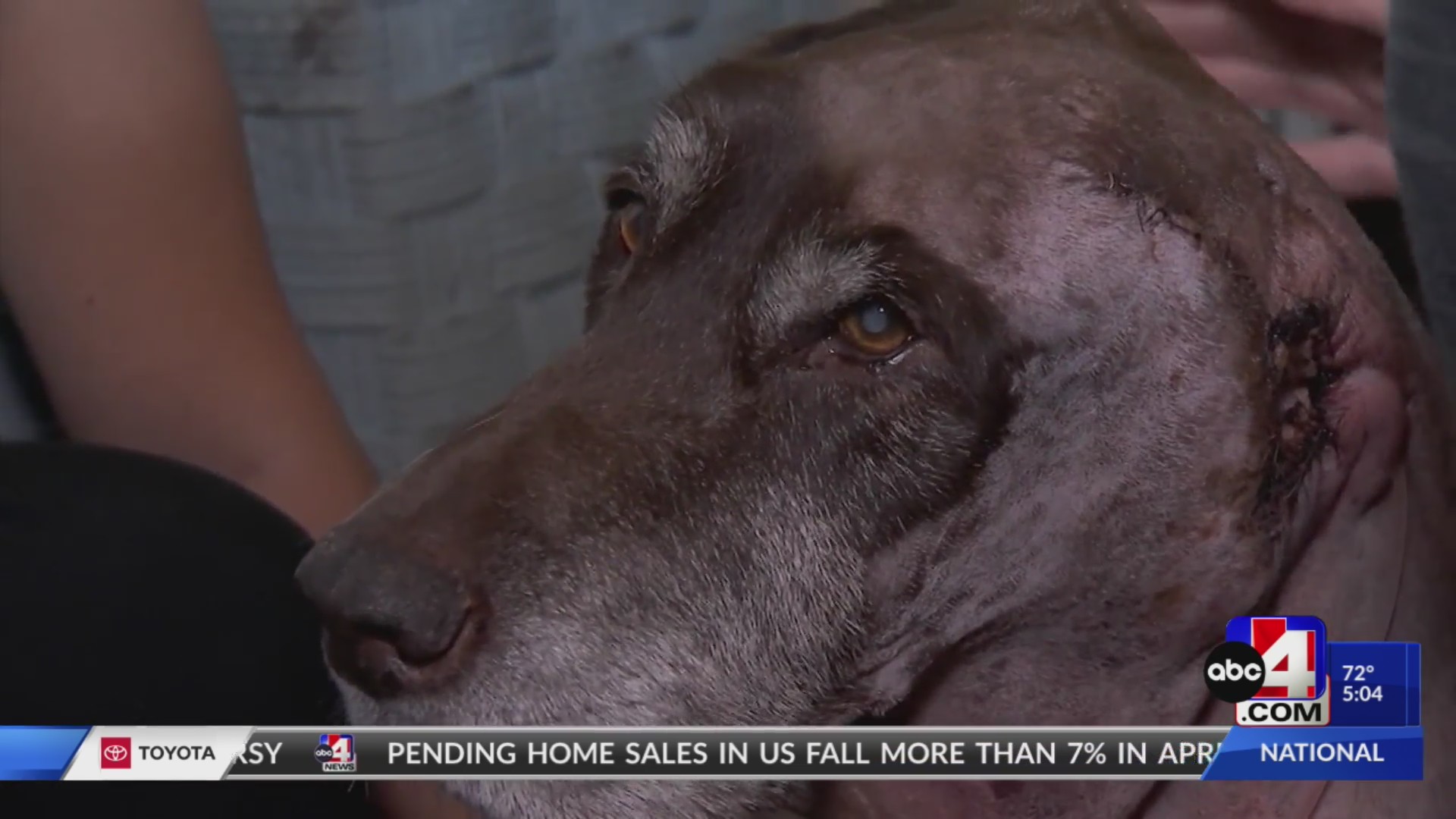 West Valley resident speaks out after neighbor’s dogs attack, nearly ...