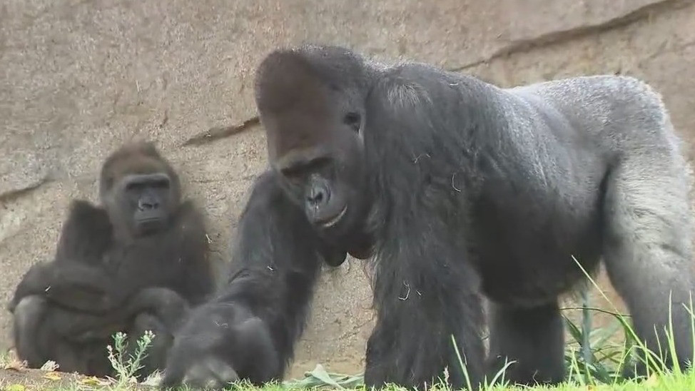 Silverback gorilla Paul Donn has joined the troop at the Safari Park ...