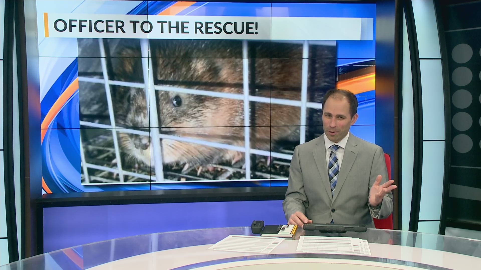 A muskrat fell and couldn’t get out. Lincoln Police saved the day. – KX ...