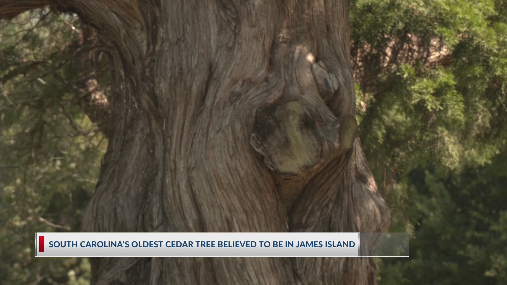 James Island honors oldest cedar tree – WCBD News 2