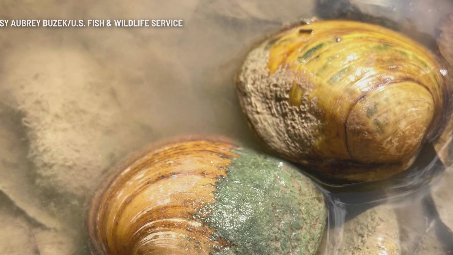 7 Central Texas mussels flagged as endangered, threatened species ...