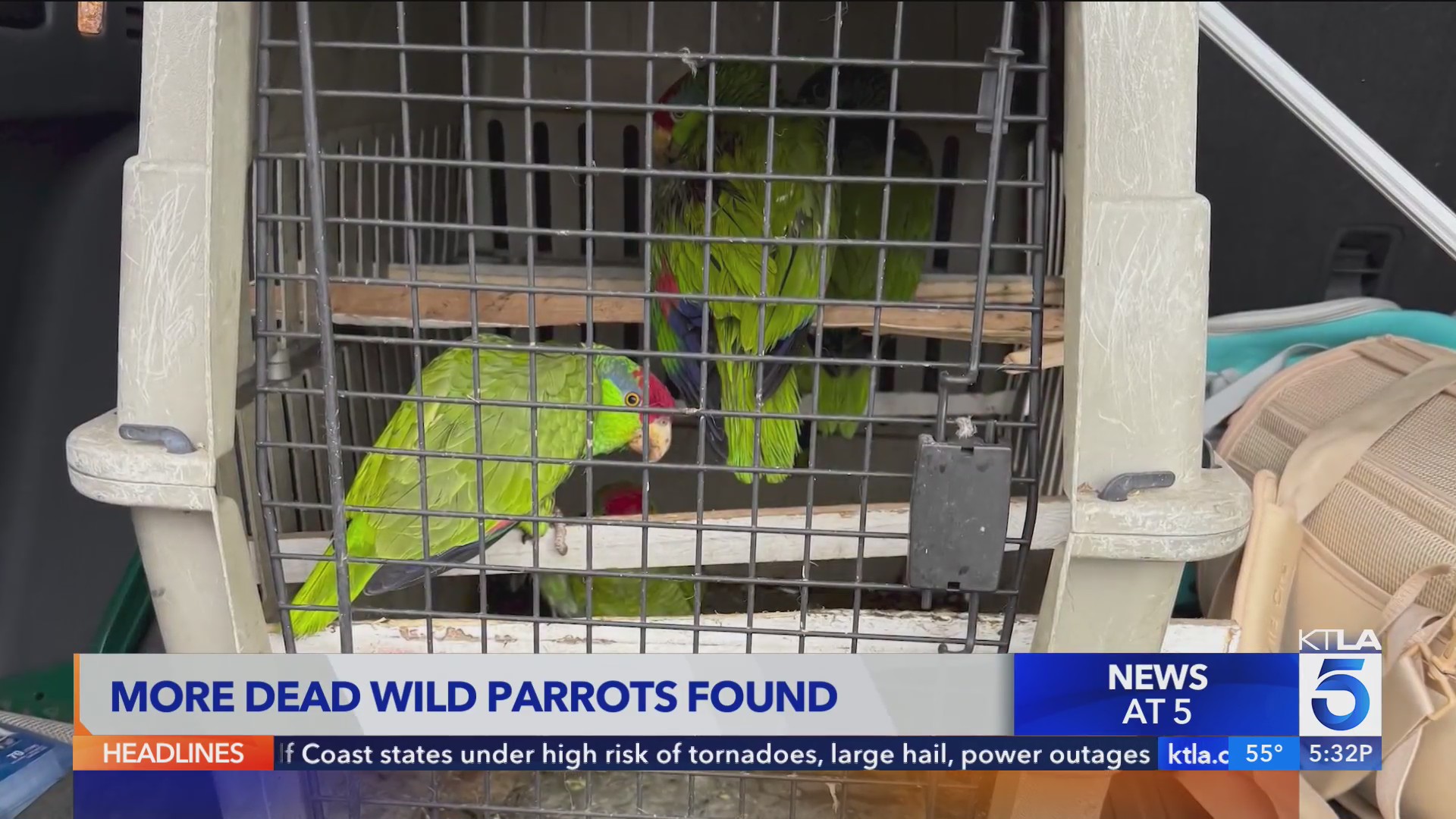 More wild parrots found mutilated and killed in the San Gabriel Valley ...