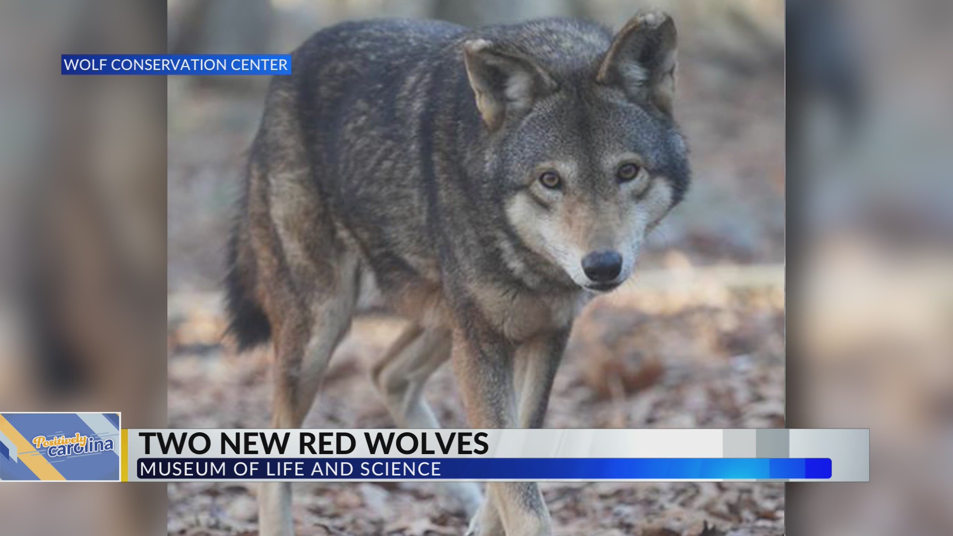 2 new Red Wolves arrived at Museum of Life and Science – CBS17.com