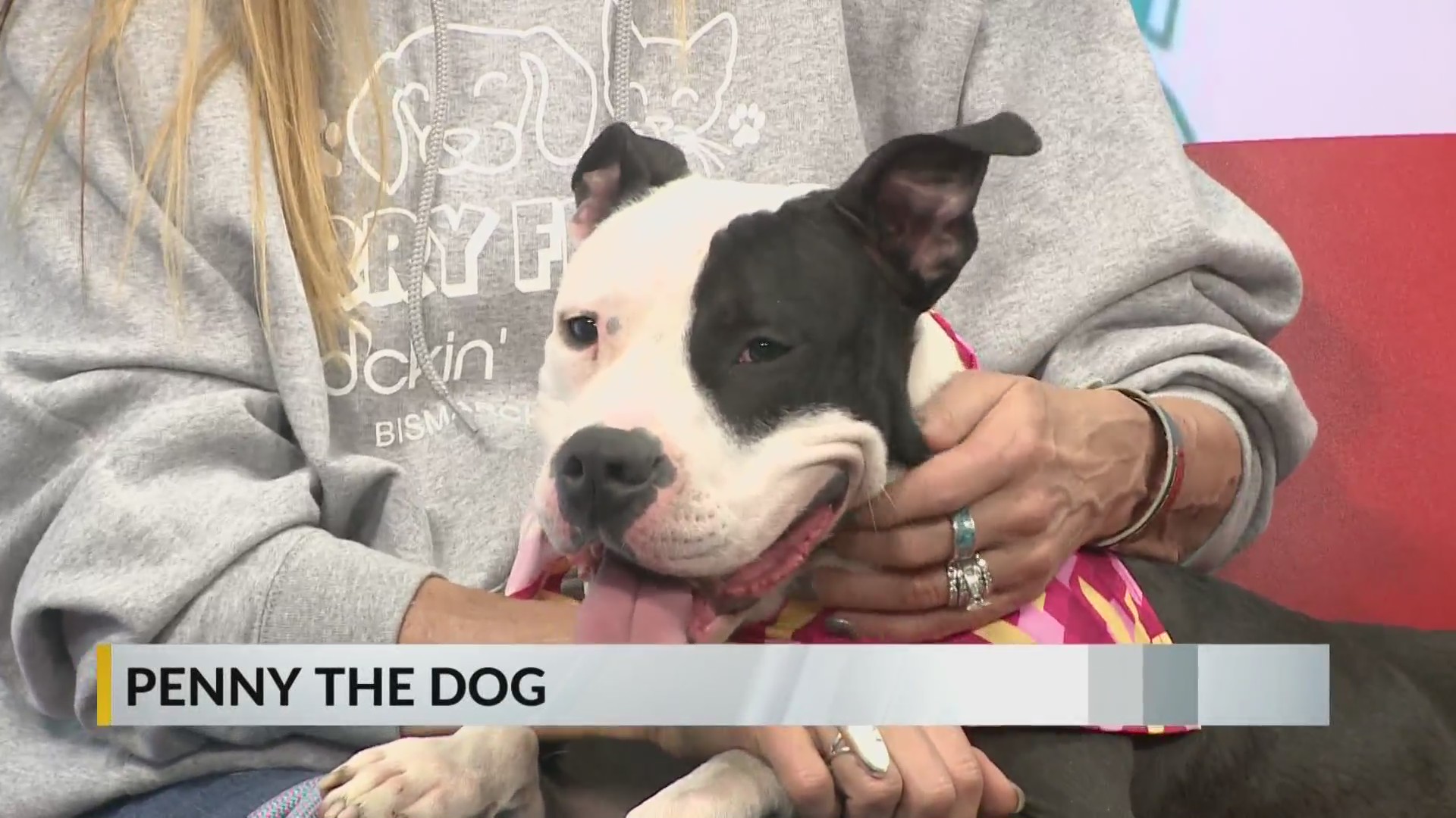 FURRY FRIDAY: Meet Penny the dog – KX NEWS
