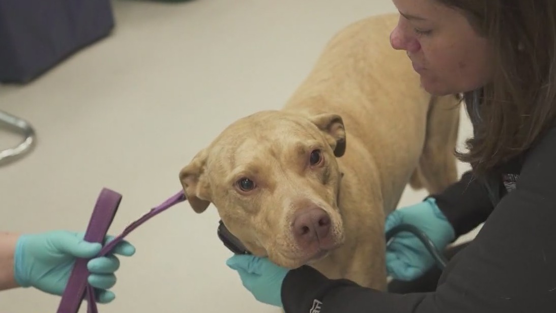 Protect your pets with help from Pacific Northwest Pet ER – KOIN.com