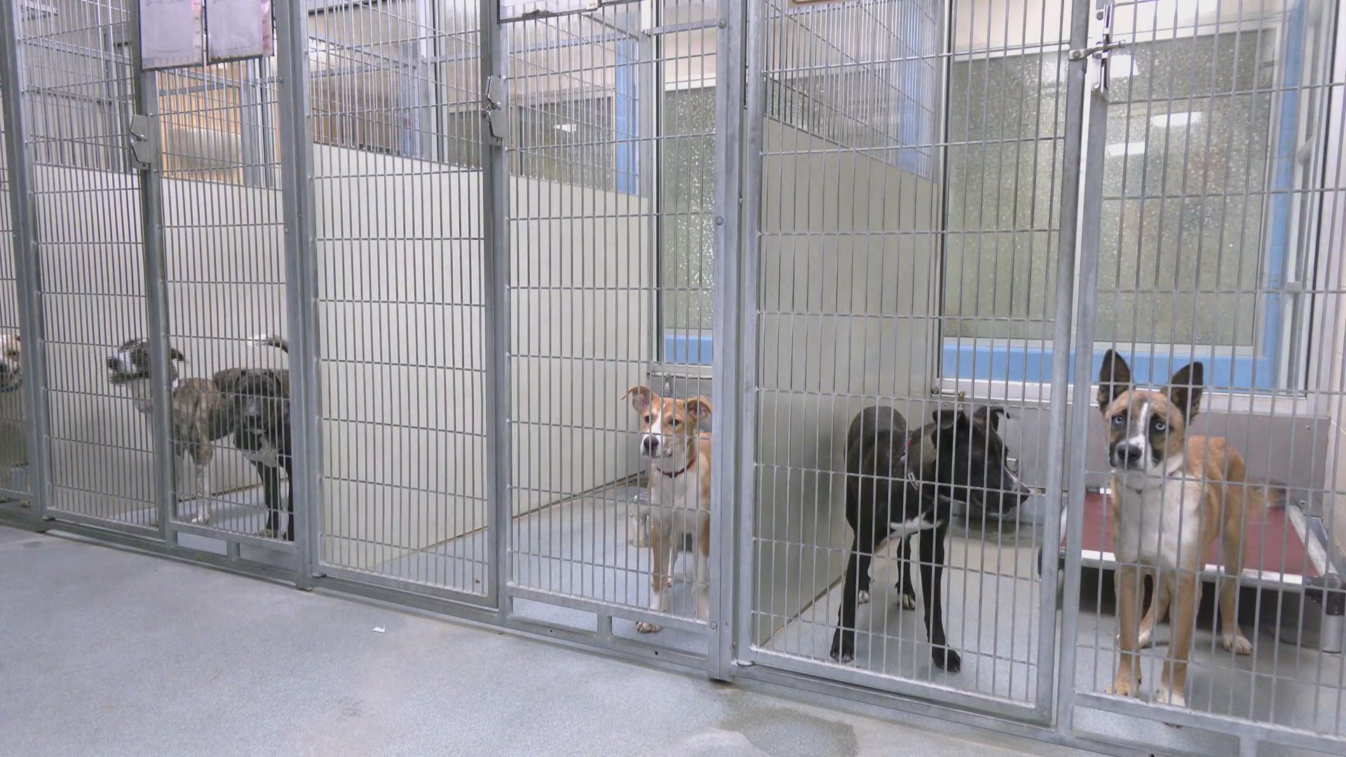 Dog waste threatens U.S. water quality, officials warn – KSNF/KODE ...