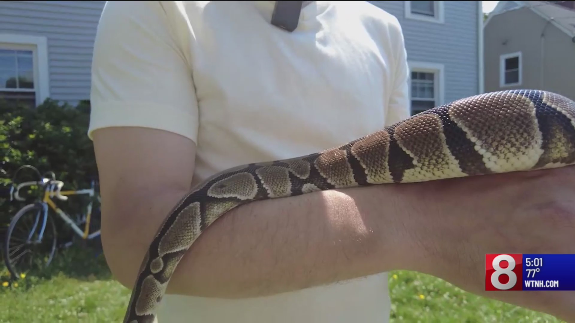 ‘Curious’ python found in Groton condo complex – WTNH.com