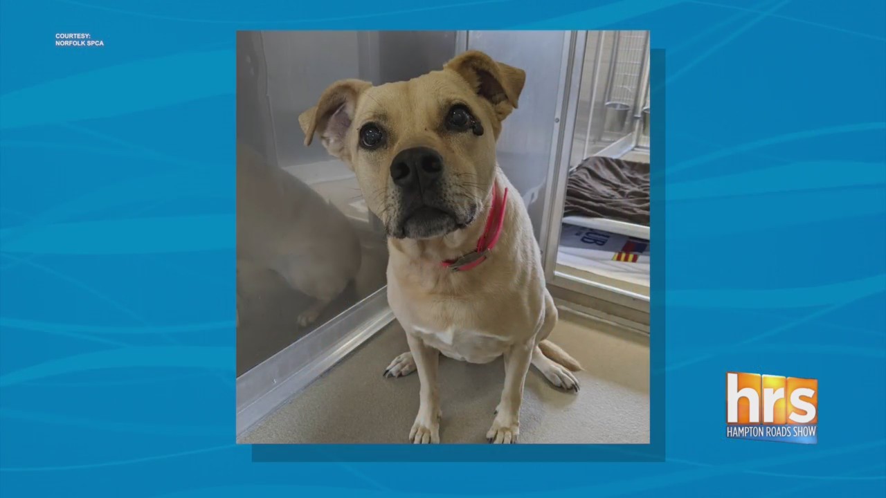 HRS: Meet pet pal Chloe – WAVY.com