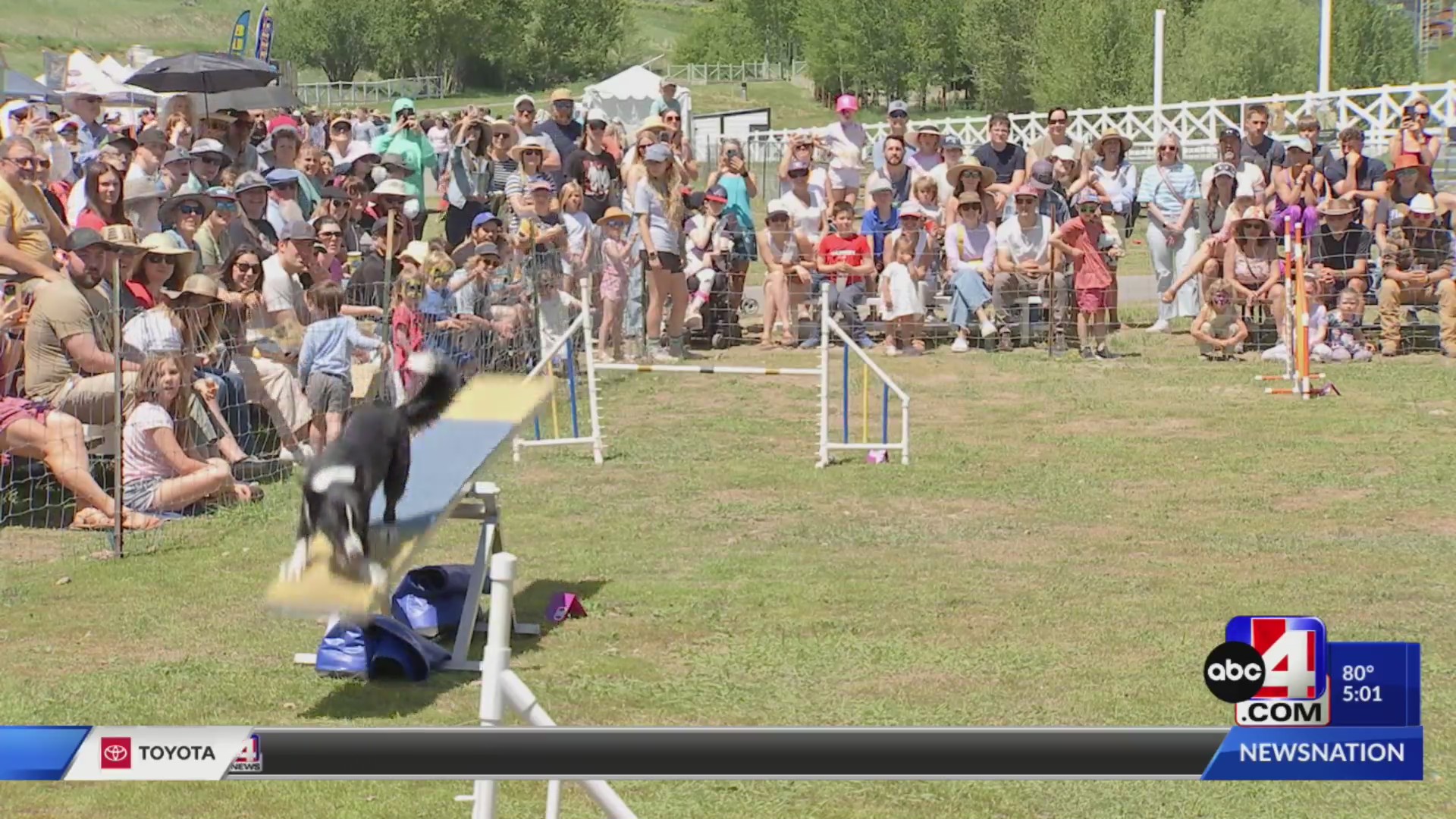 Sheepdogs show off their herding skills in Soldier Hollow – ABC4 Utah