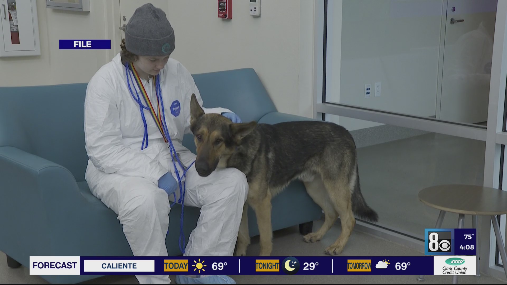 Contagious virus detected in dog at Las Vegas-area animal shelter – KLAS