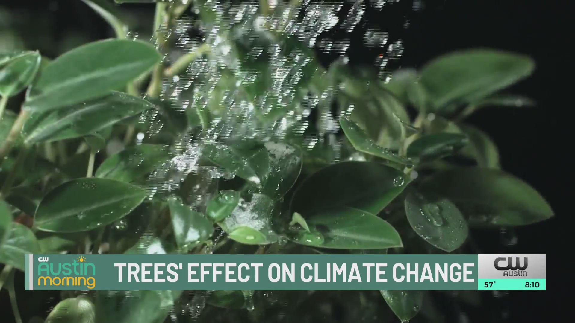 C W Austin Morning Q & A: Trees and Climate Change – KXAN Austin