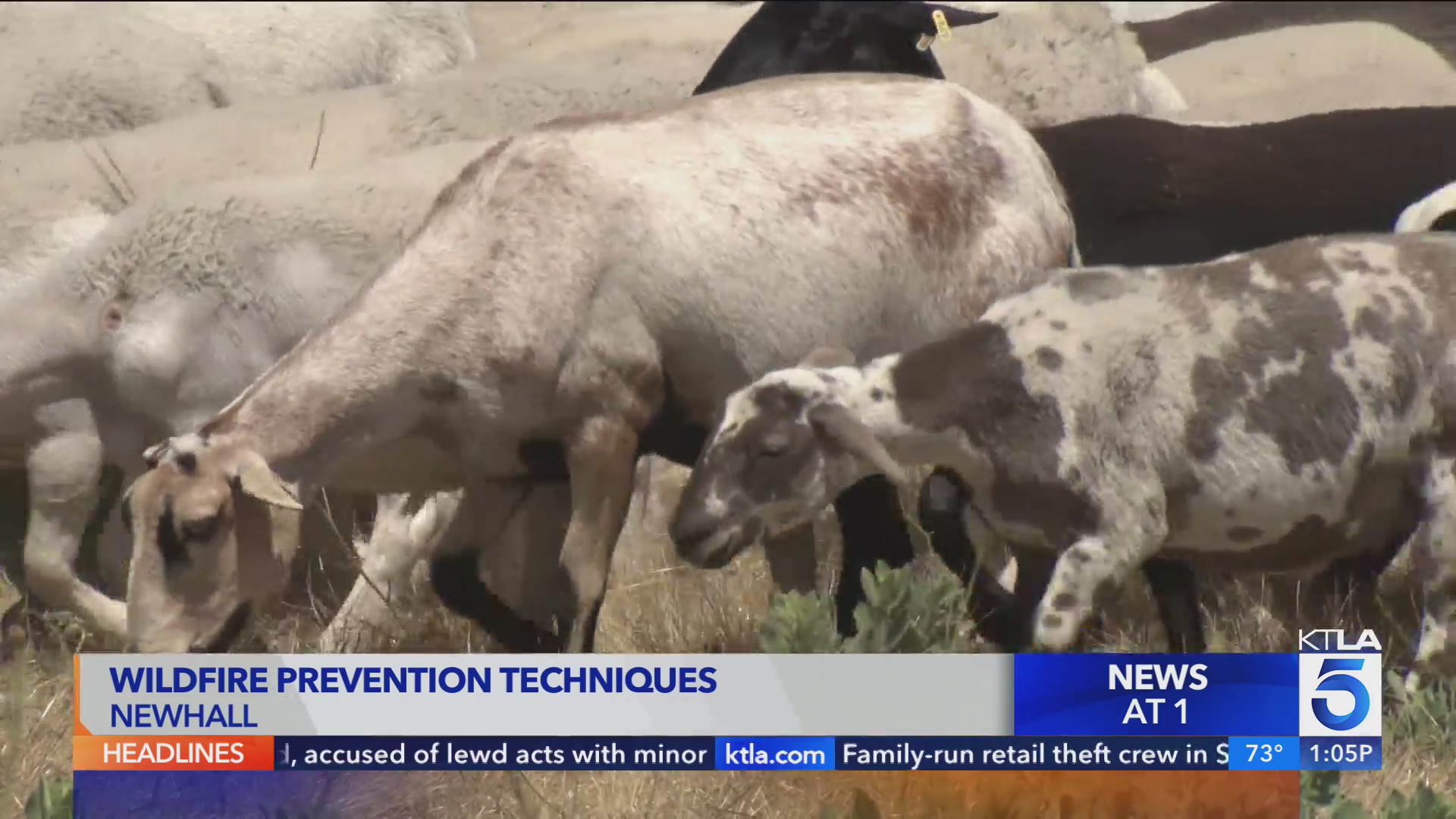 Meet the Goat Patrol – KTLA