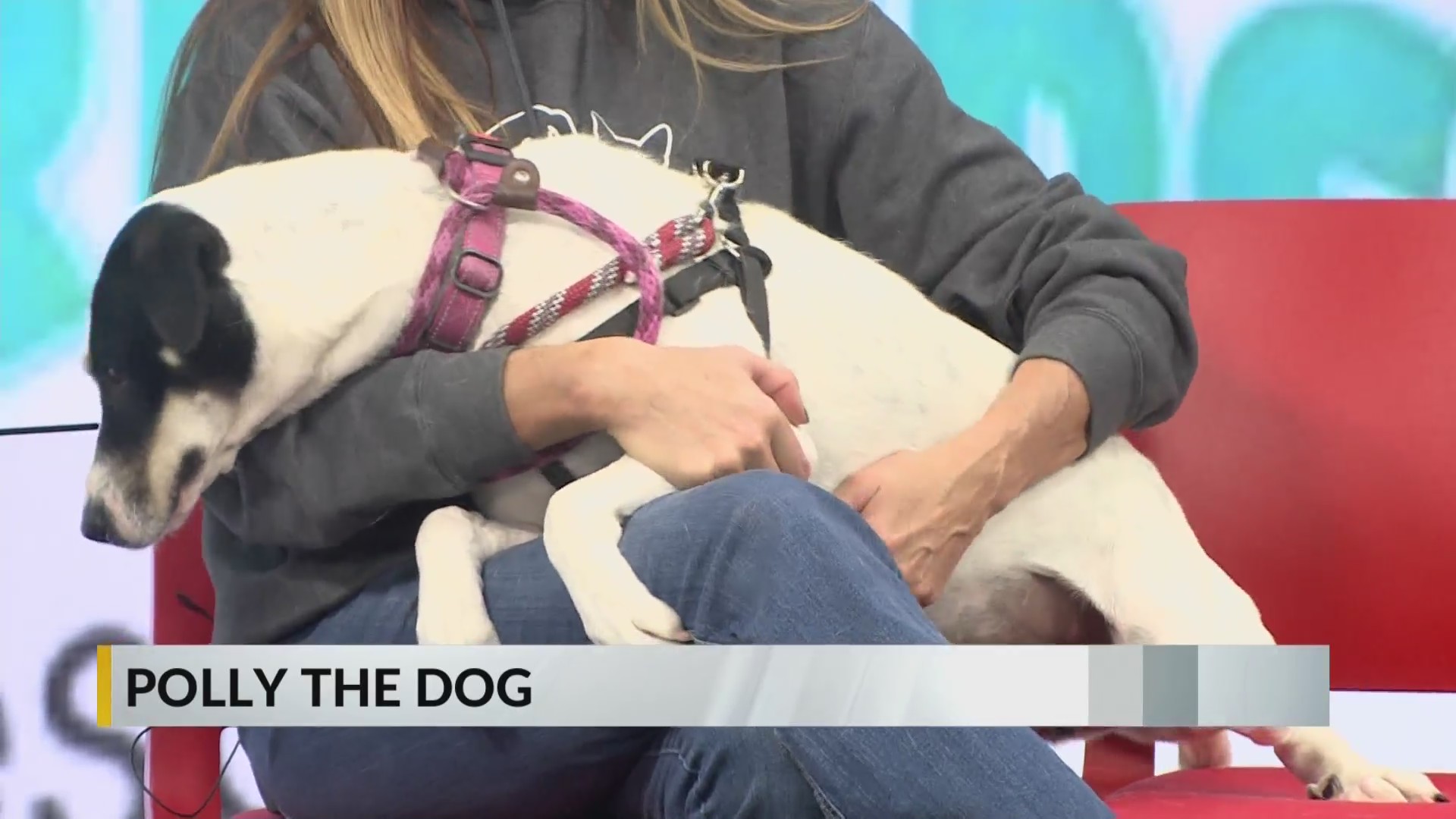 FURRY FRIDAY: Meet Polly the dog – KX NEWS