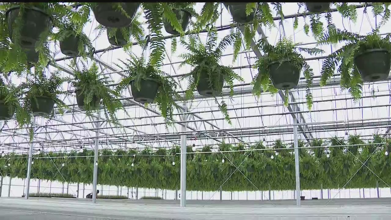 Greenhouses already thinking spring in spite of frigid winter weather ...