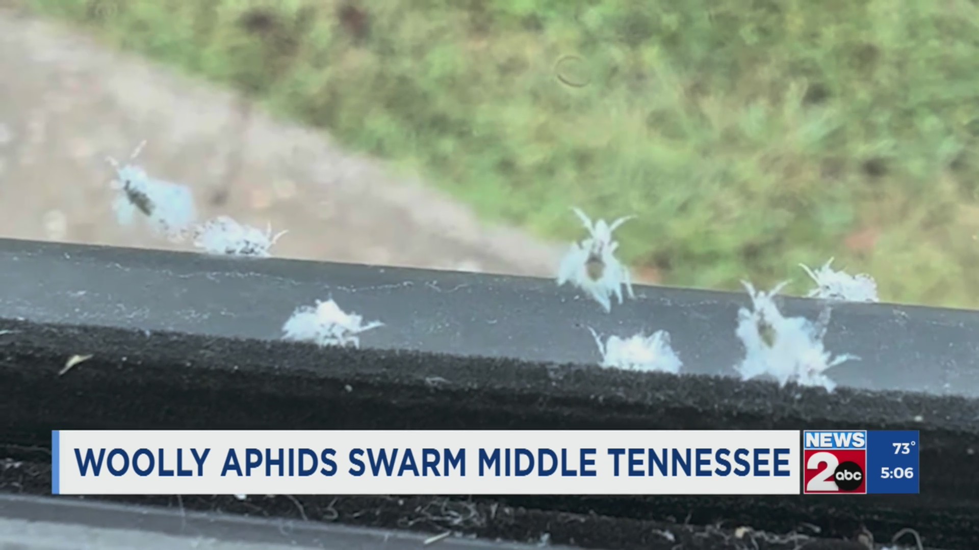 Woolly aphids swarm Middle Tennessee – KGET 17 News
