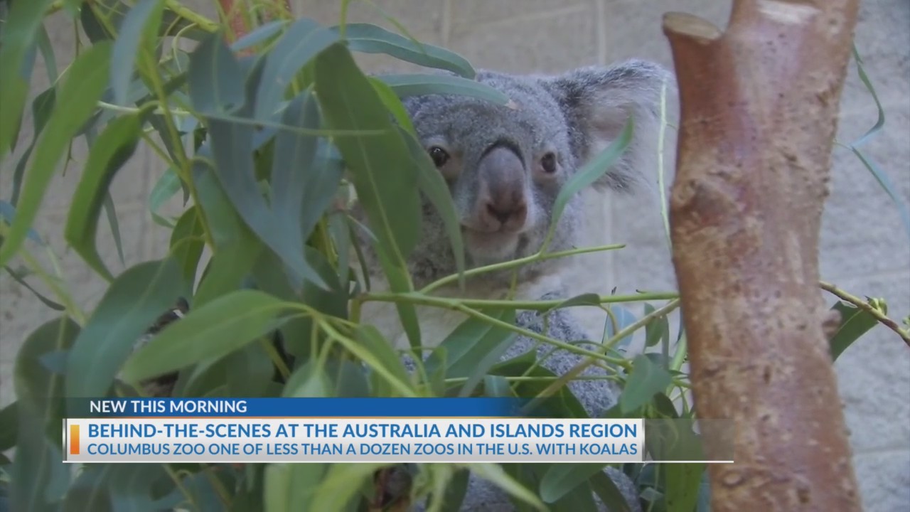Columbus Zoo one of less than a dozen to home koalas – NBC4 WCMH-TV