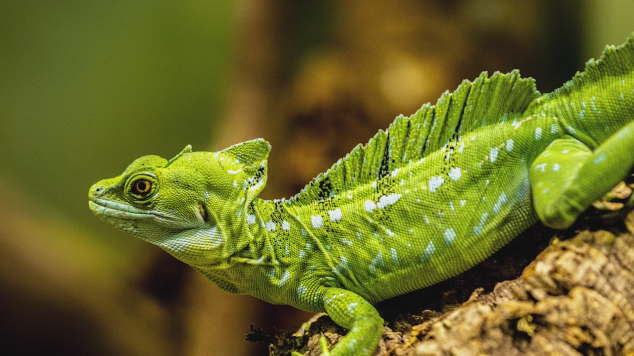 “Dragons” invade Ripley’s Aquarium of the Smokies – WJHL | Tri-Cities ...