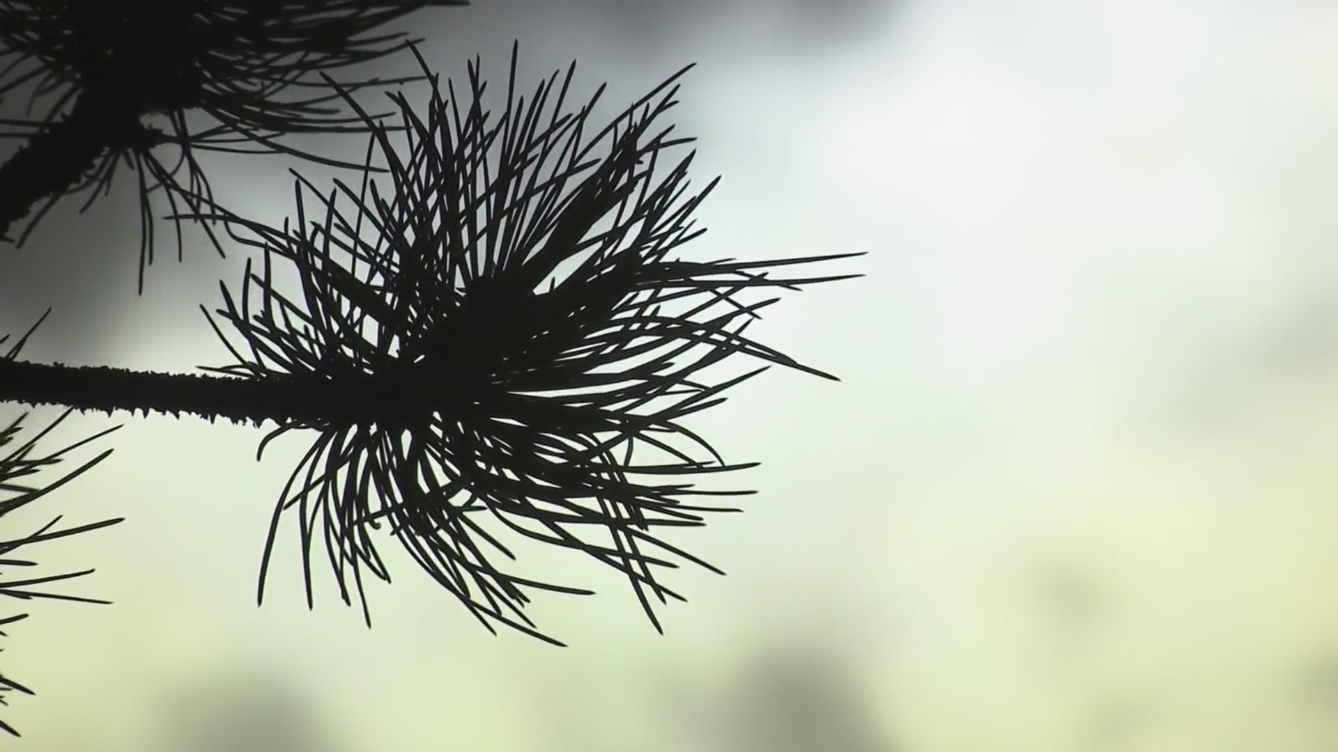 Bark beetles killing trees along the front range – FOX31 Denver