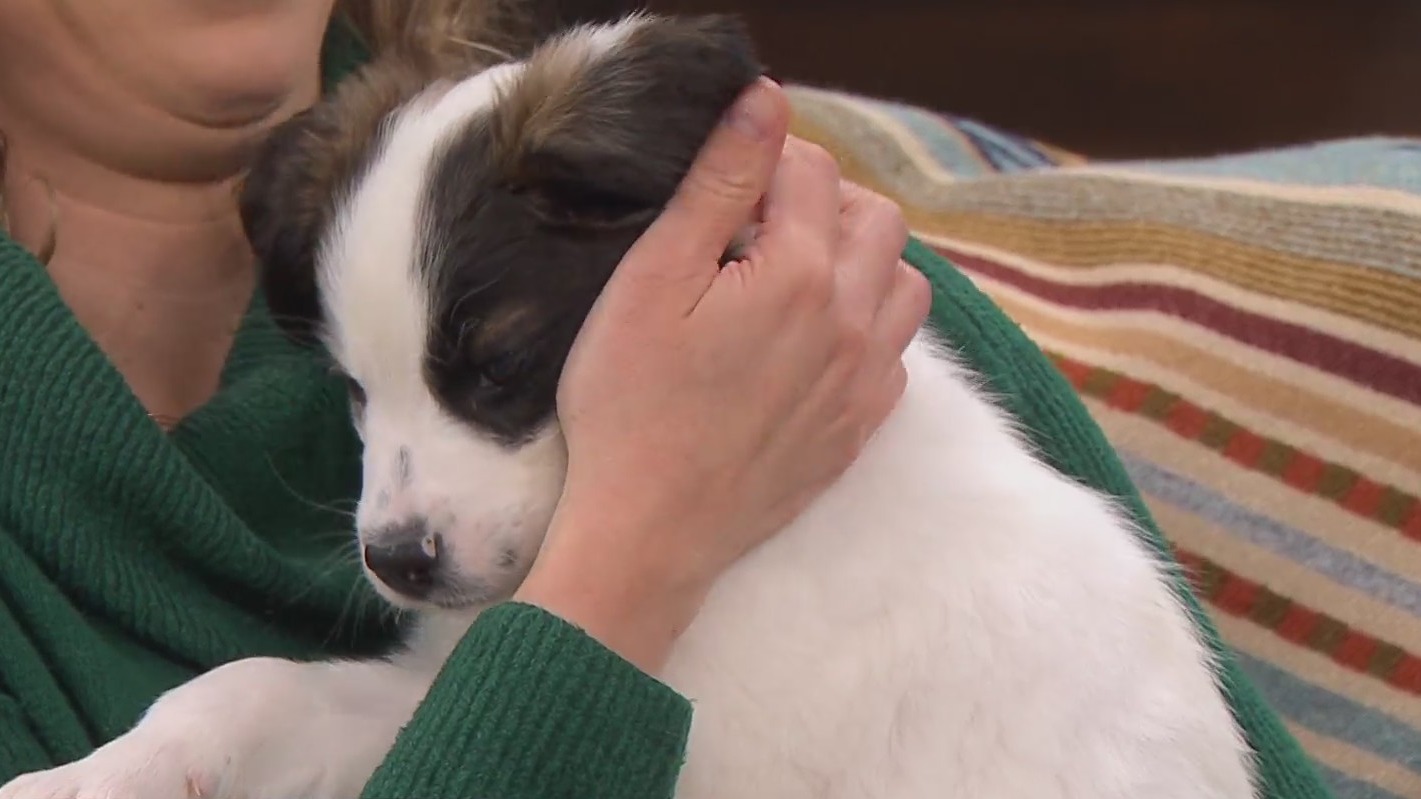 Oregon Humane Society offers tips for adopting puppies this holiday ...