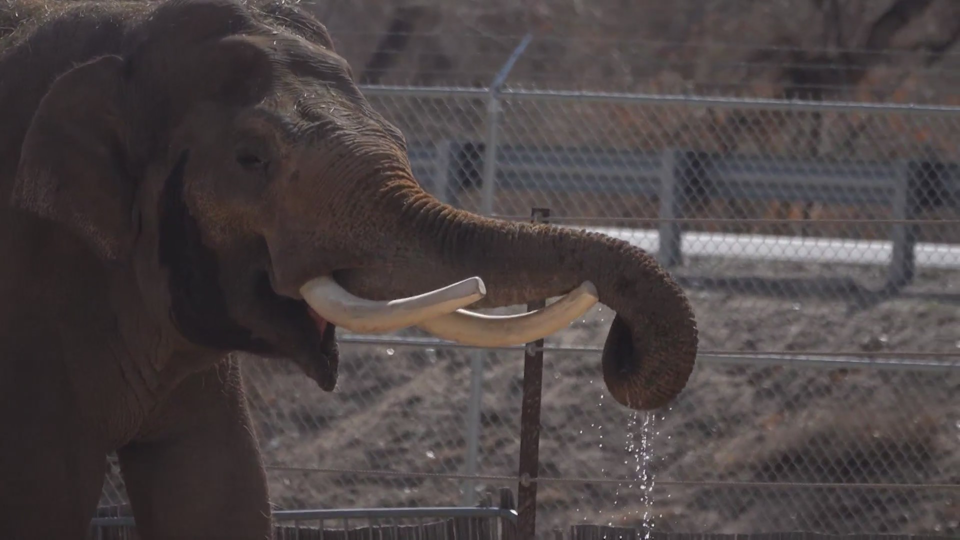 Elephant at ABQ BioPark successfully treated for tuberculosis – KRQE ...