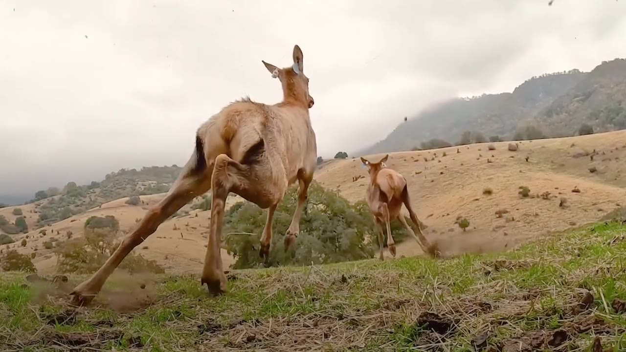 Over 17,000 acres of land returned to local native tribe – CBS47 and ...