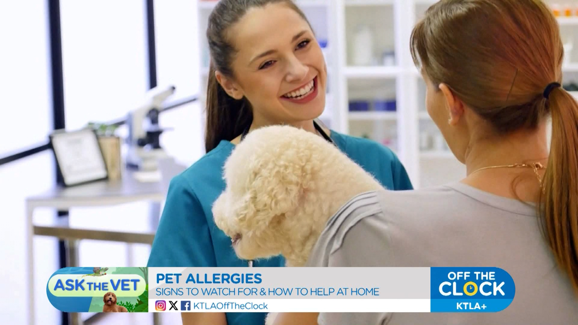 Ask the Vet: Flea facts, pet allergies & leash time laziness – KTLA