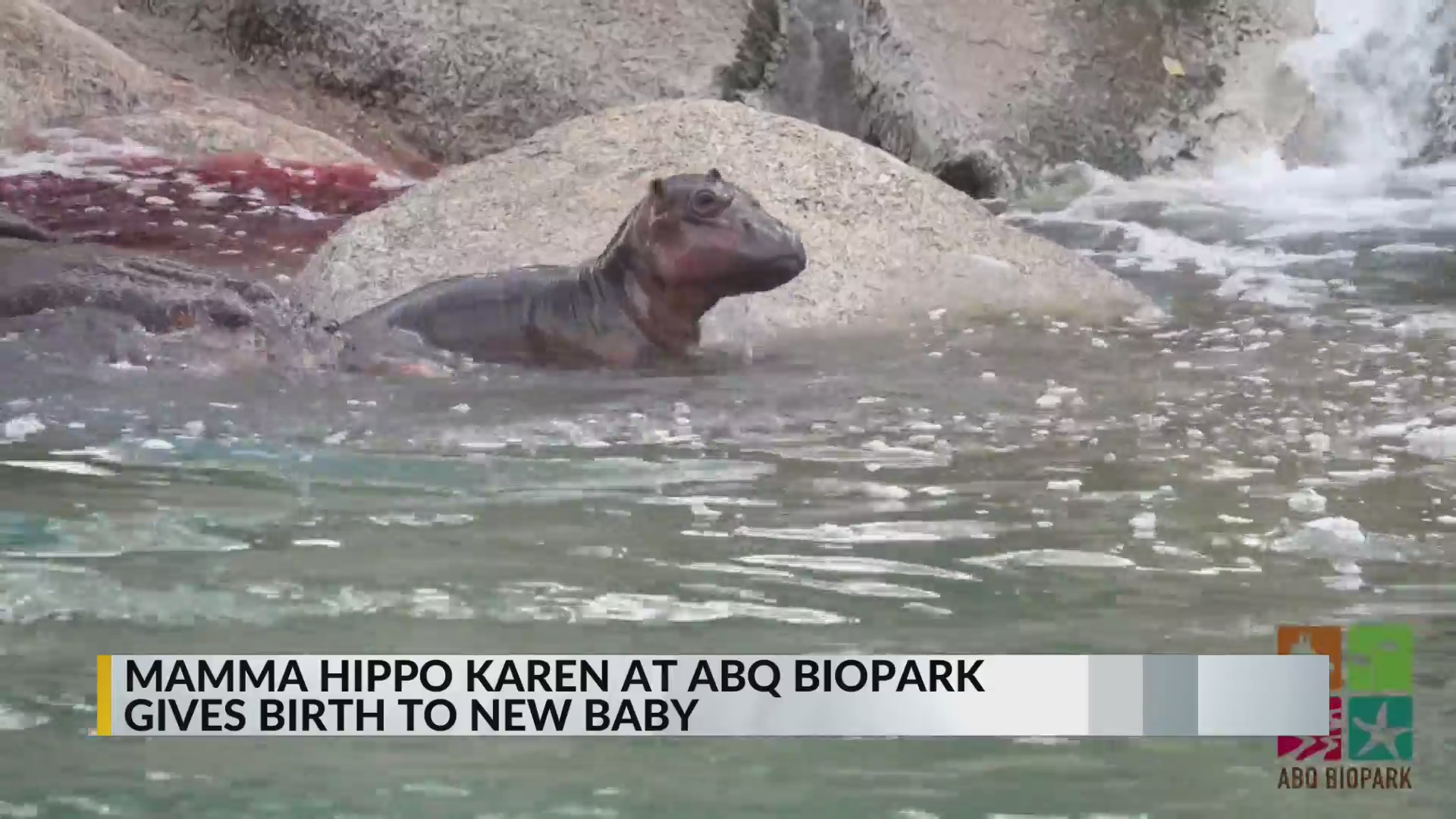 ABQ BioPark welcomes brand new baby hippo – KRQE NEWS 13 – Breaking ...