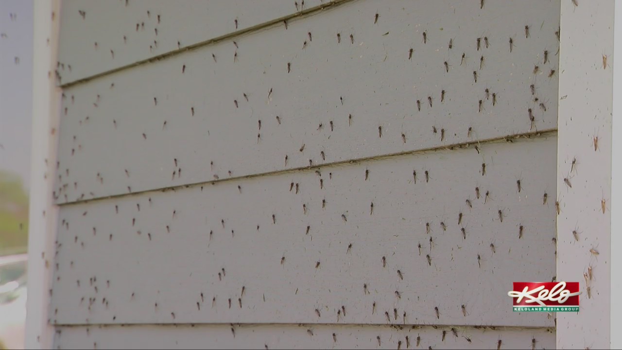 Swarms of insects invade KELOLAND lake communities – KELOLAND.com