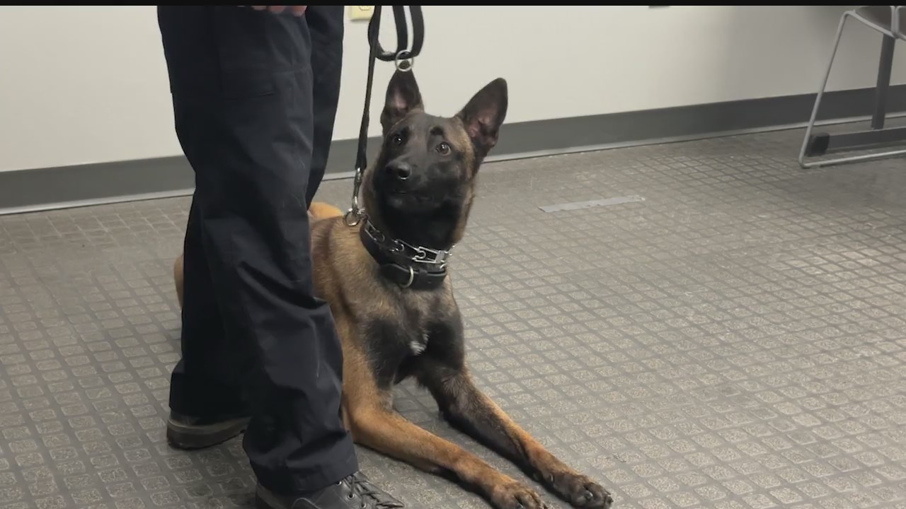 Say hello to Jack, Boardman’s new K-9 – WKBN.com