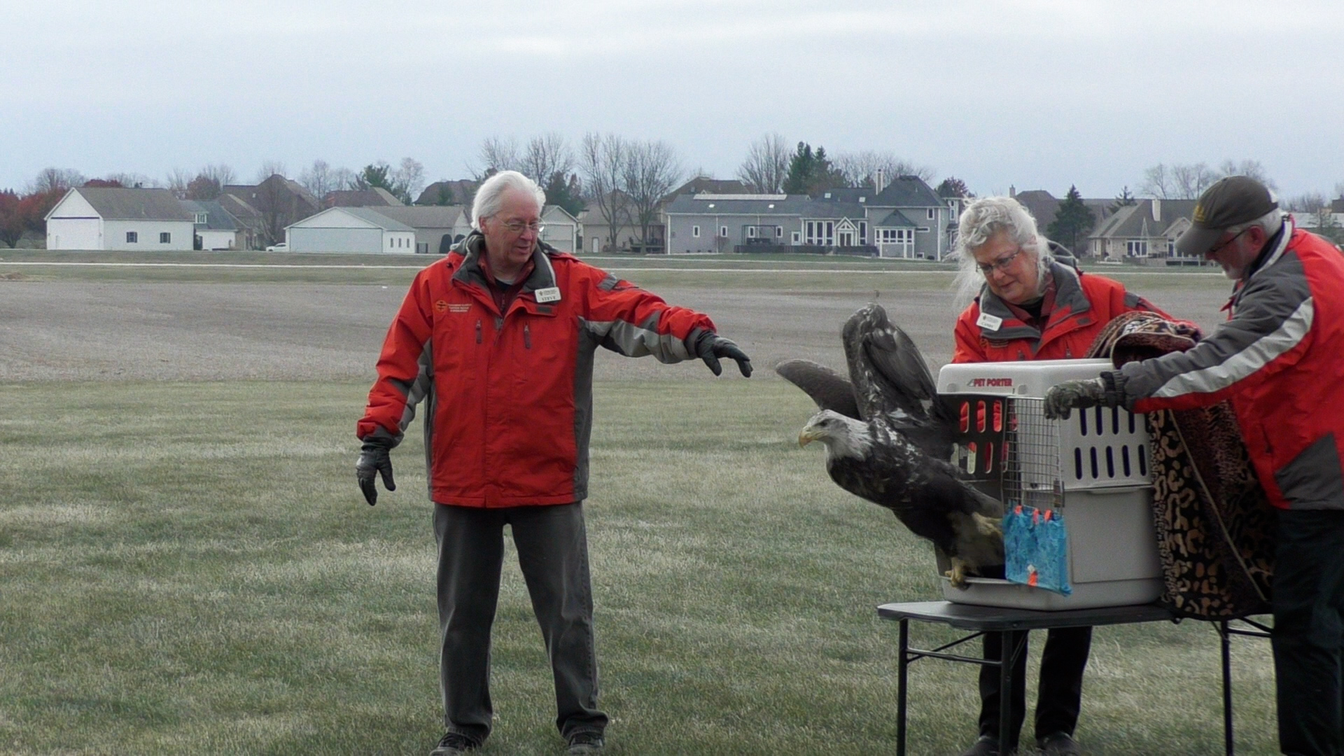 Rescued bald eagle released in Poplar Grove – MyStateline | WTVO News ...