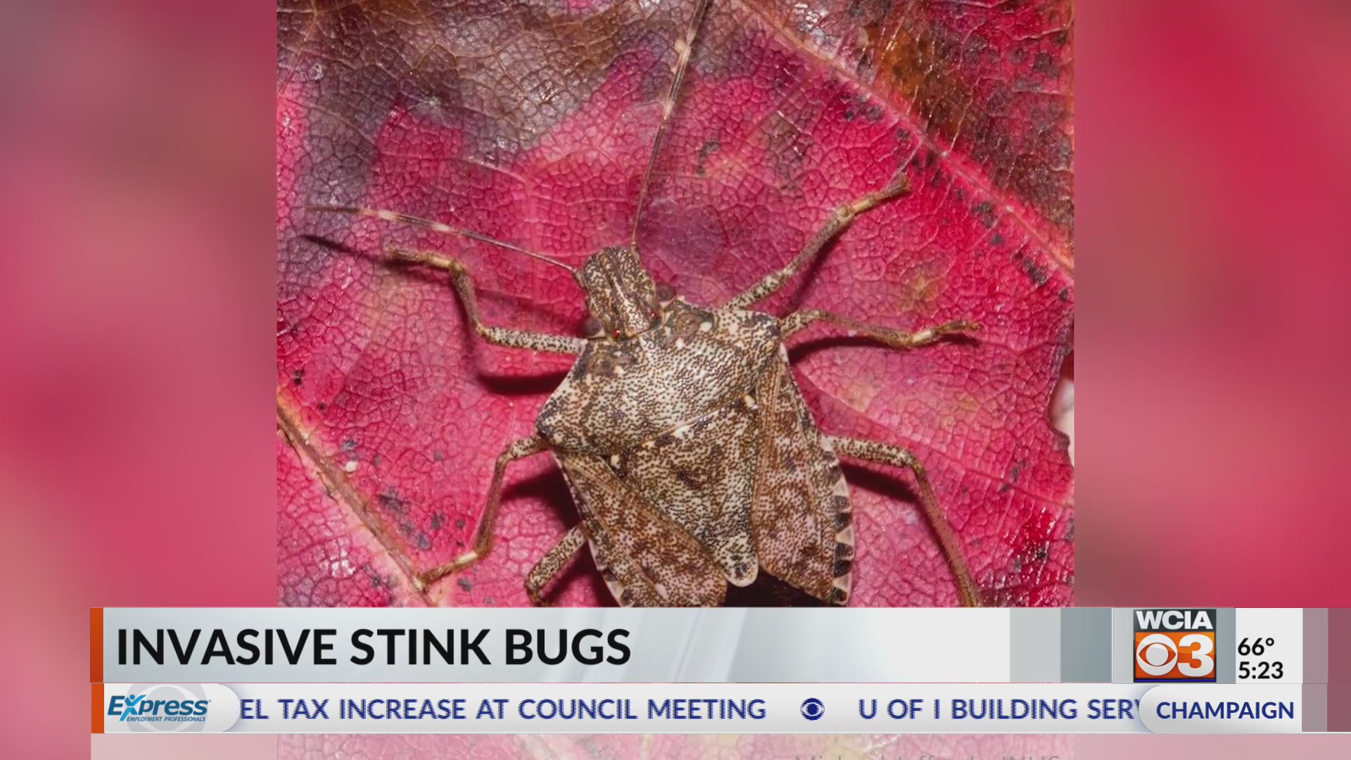 Invasive stink bugs popping up in your home? Here’s how to keep them ...