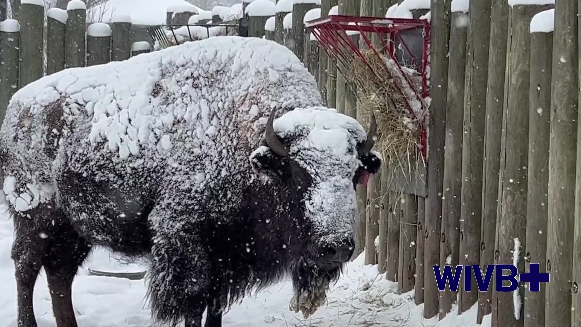 Buffalo Brief: Friday, 052325 – News 4 Buffalo